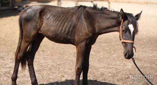 عکس اسب زشت - عکس نودی