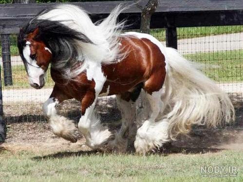 عکس اسب چینی - عکس نودی