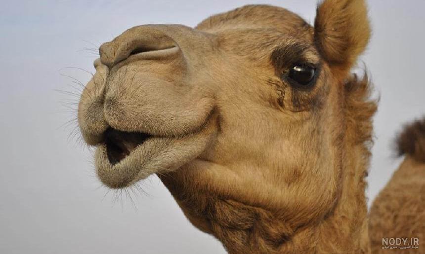 عکس از لب شتر - عکس نودی