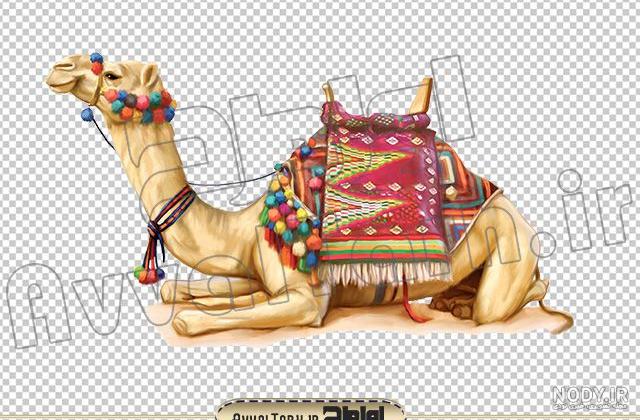 عکس شتر فانتزی - عکس نودی