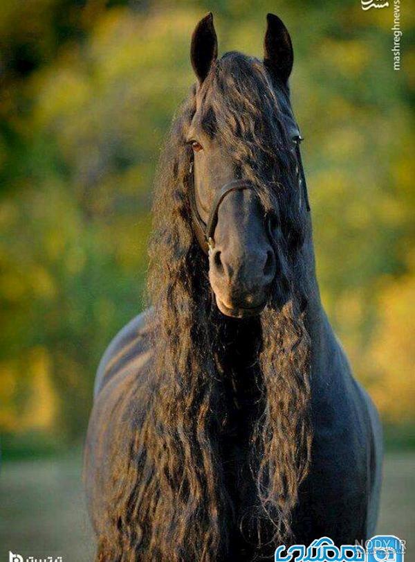 عکس اسب زیبای سیاه - عکس نودی