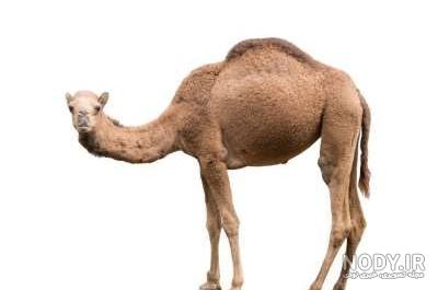 عکس شتر تزیین شده - عکس نودی