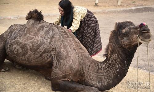 عکس شتر تزیین شده - عکس نودی