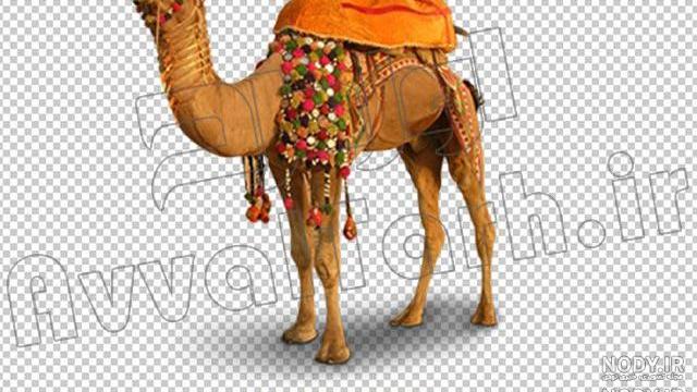 عکس شتر تزیین شده - عکس نودی