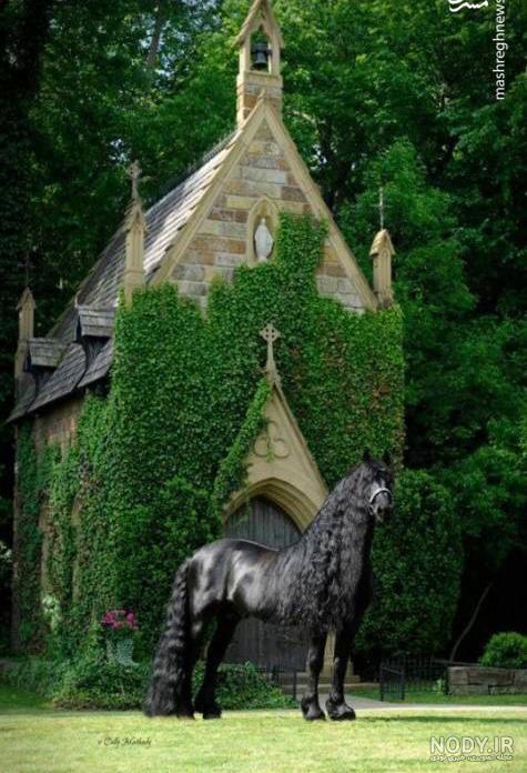 عکس اسب مشکی - عکس نودی