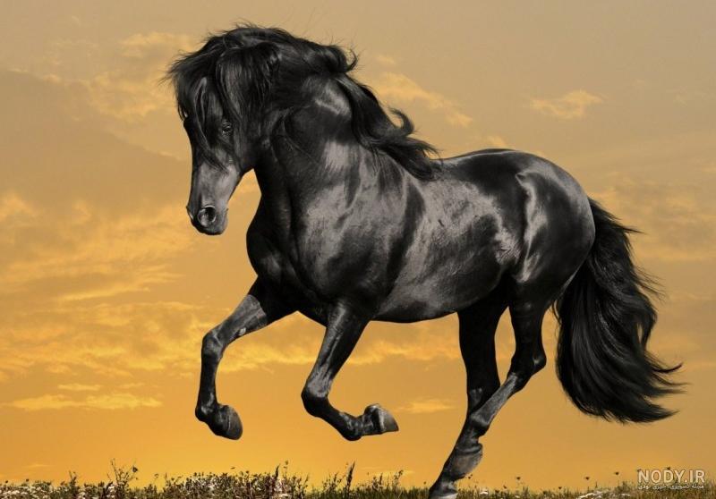 عکس اسب مشکی - عکس نودی