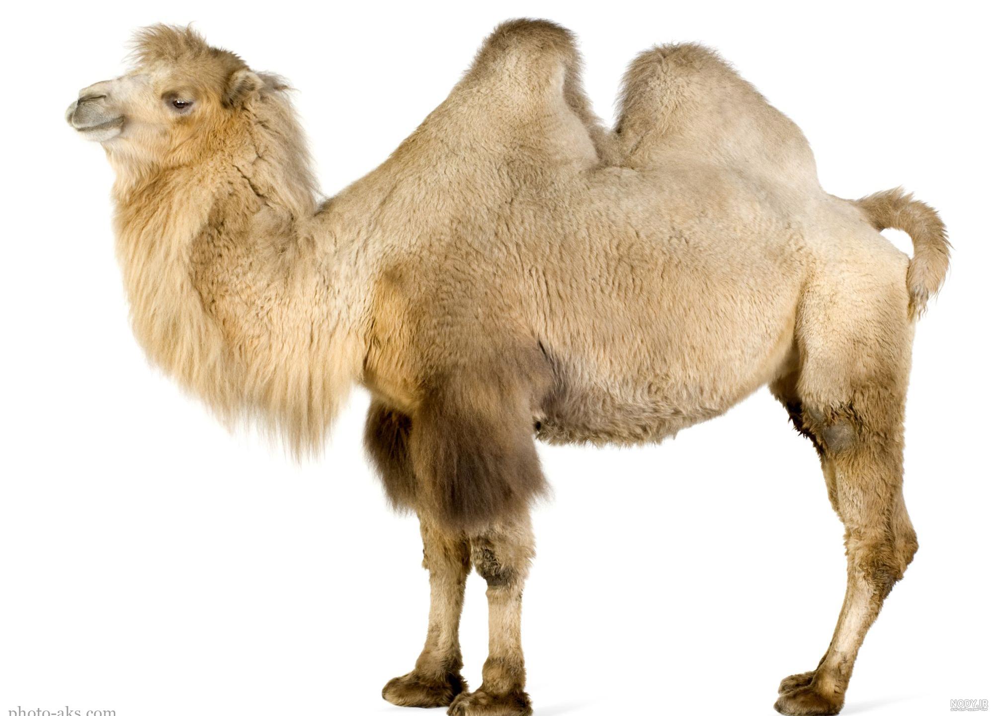 عکس شتر کوهان دار - عکس نودی