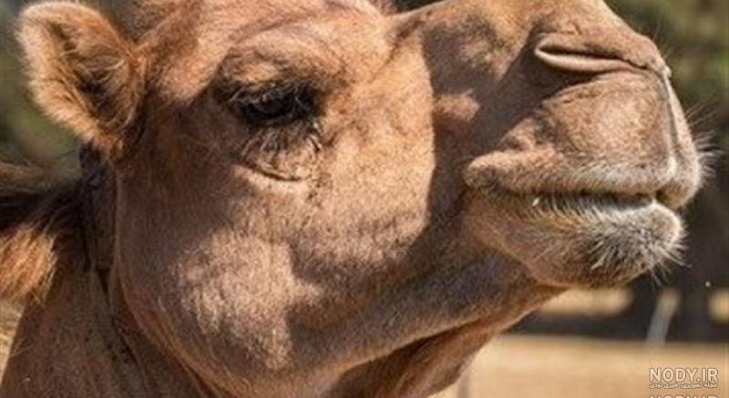 عکس شتر از جلو - عکس نودی