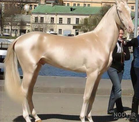 عکس اسب گلی - عکس نودی