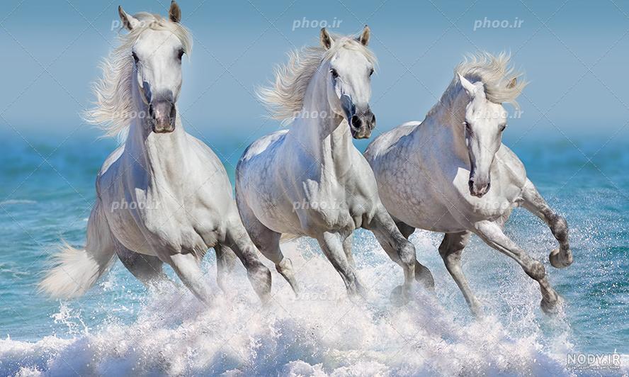 عکس اسب سفید در طبیعت - عکس نودی