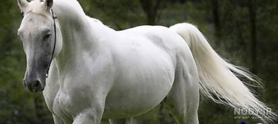 عکس اسب سفید در طبیعت - عکس نودی
