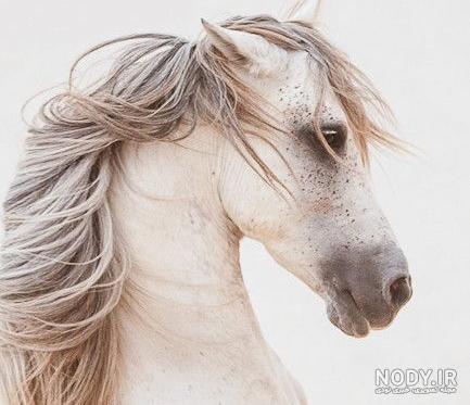 عکس اسب سفید در طبیعت - عکس نودی