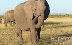 عکس قفس فیل - عکس نودی