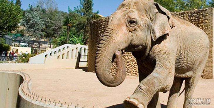 عکس قفس فیل - عکس نودی