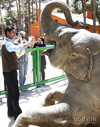 عکس قفس فیل - عکس نودی