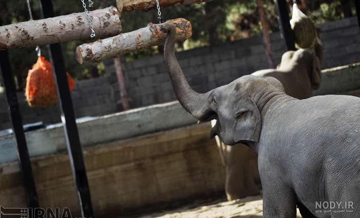 عکس قفس فیل - عکس نودی