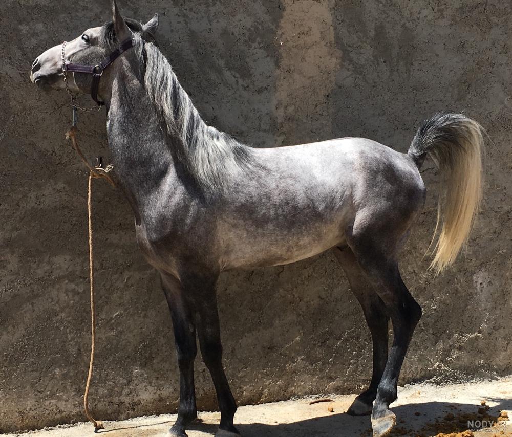 عکس اسب نریان - عکس نودی