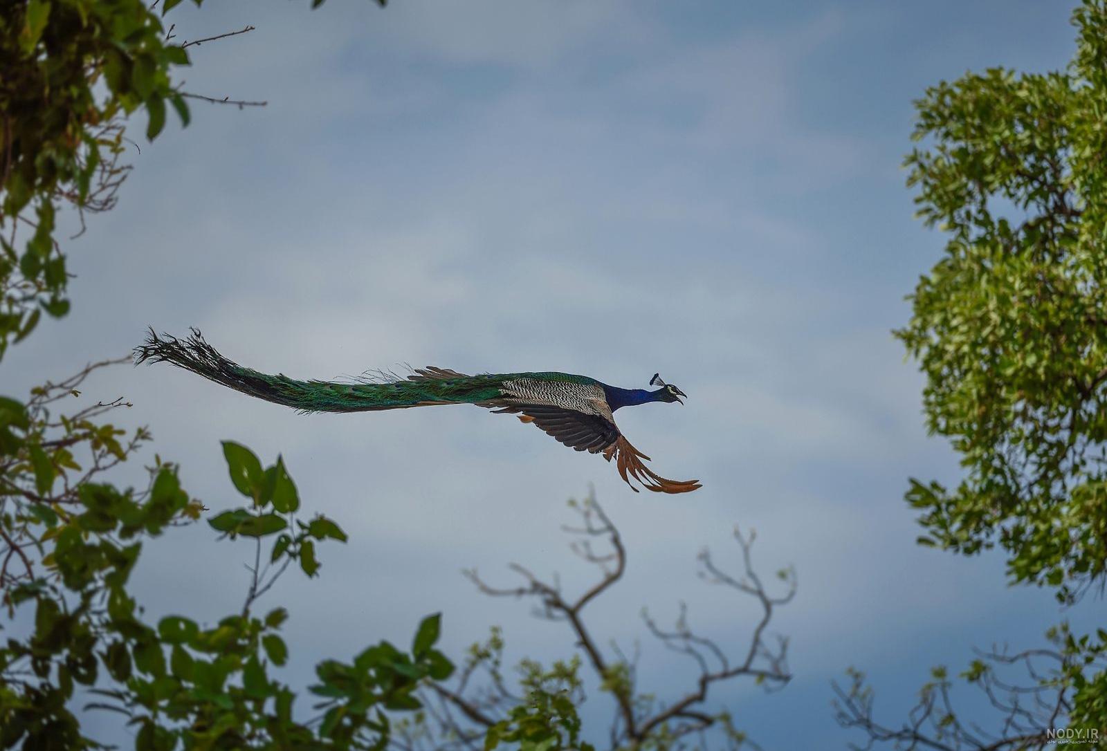 عکسهای طاووس در حال پرواز - عکس نودی