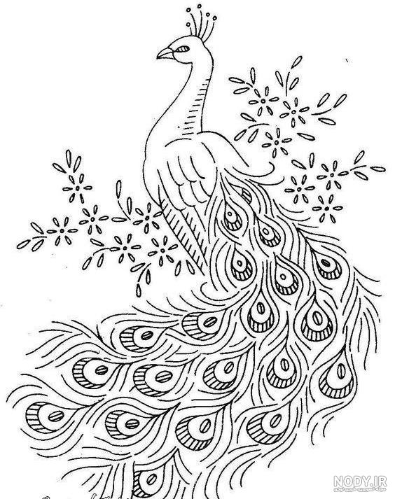 عکس طاووس نقاشی ساده - عکس نودی