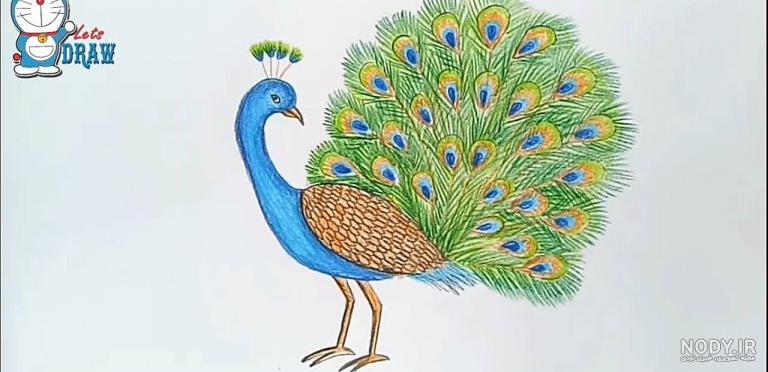 عکس طاووس نقاشی ساده - عکس نودی