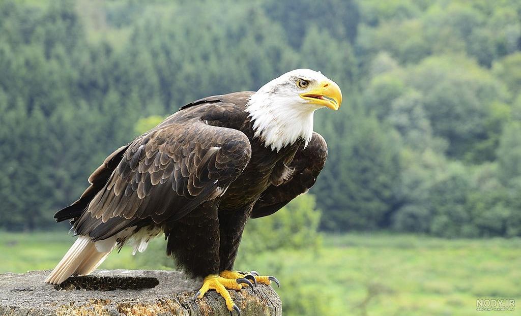 عکس باکیفیت عقاب - عکس نودی