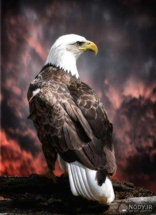 عکس ترسناک عقاب - عکس نودی