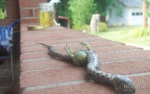 عکس مار دست و پا دار - عکس نودی