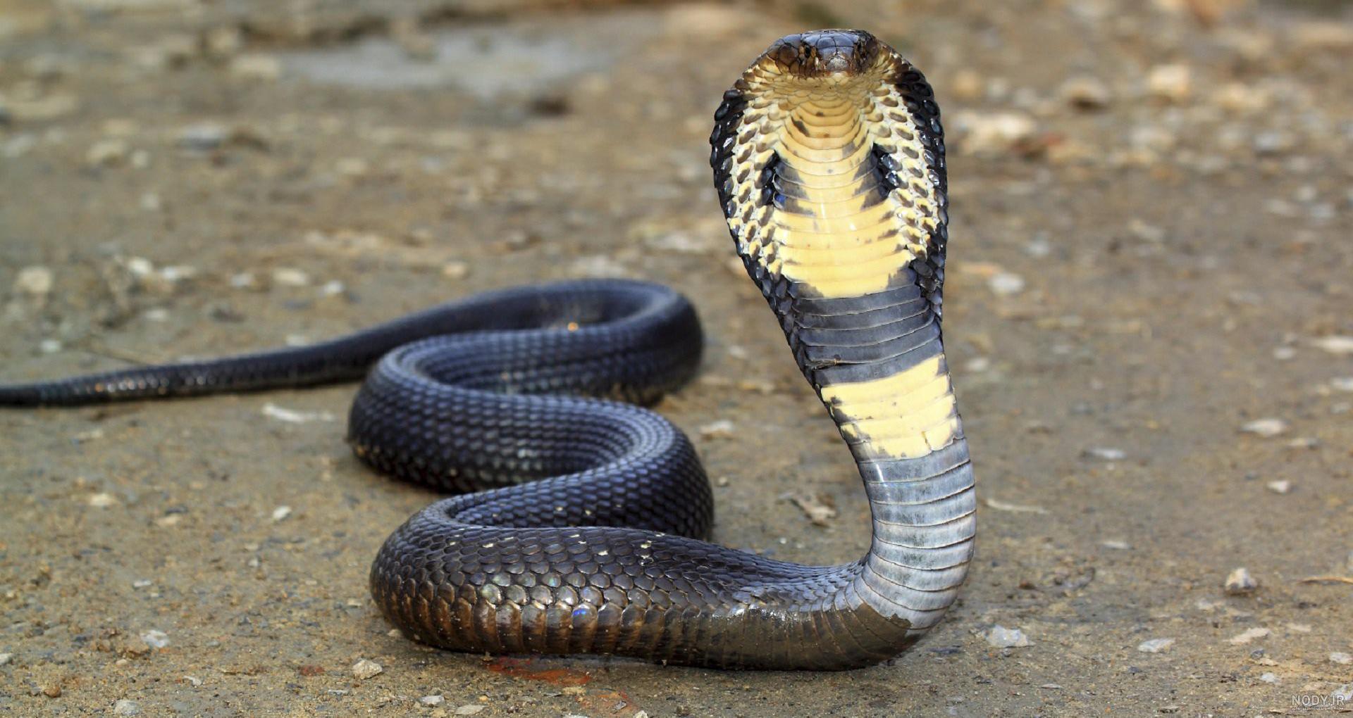 عکس مار حرکت - عکس نودی