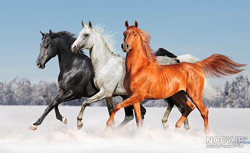 عکس اسب های وحشی با کیفیت بالا - عکس نودی