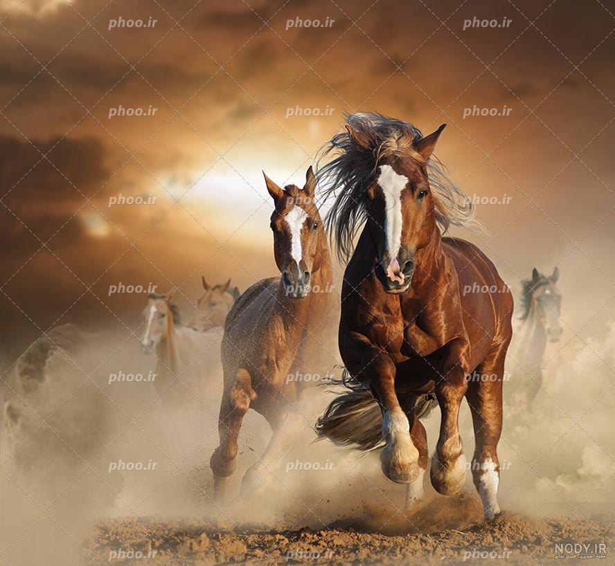 عکس اسب های وحشی با کیفیت بالا - عکس نودی