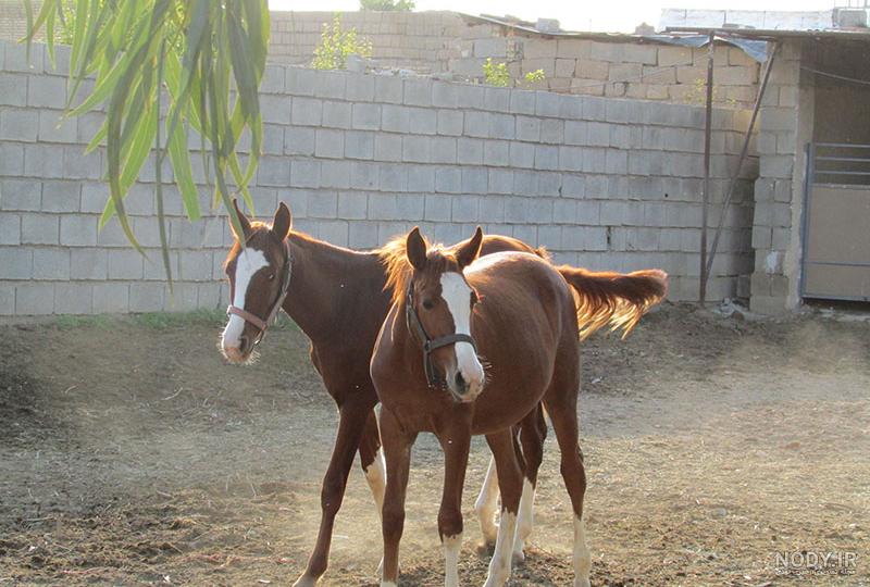 عکس اسب در اصطبل - عکس نودی