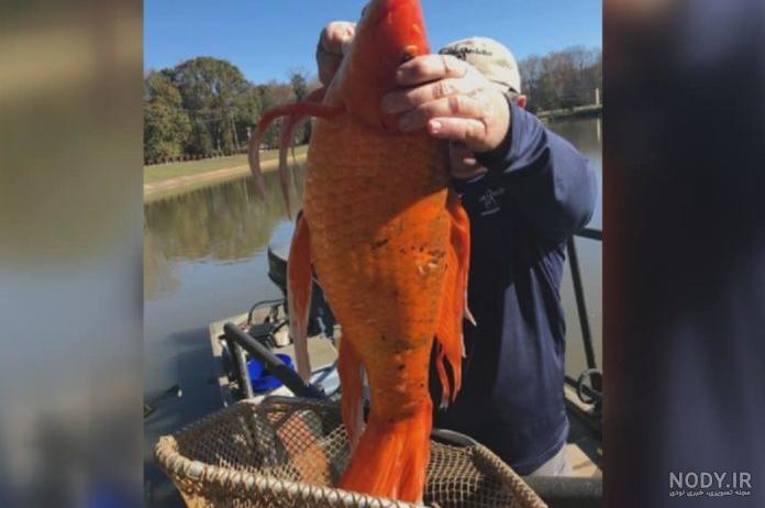 عکس غول قرمز - عکس نودی