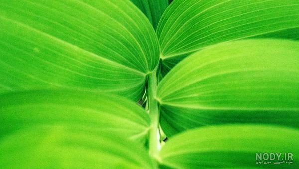 عکس صفحه سبز رنگ - عکس نودی