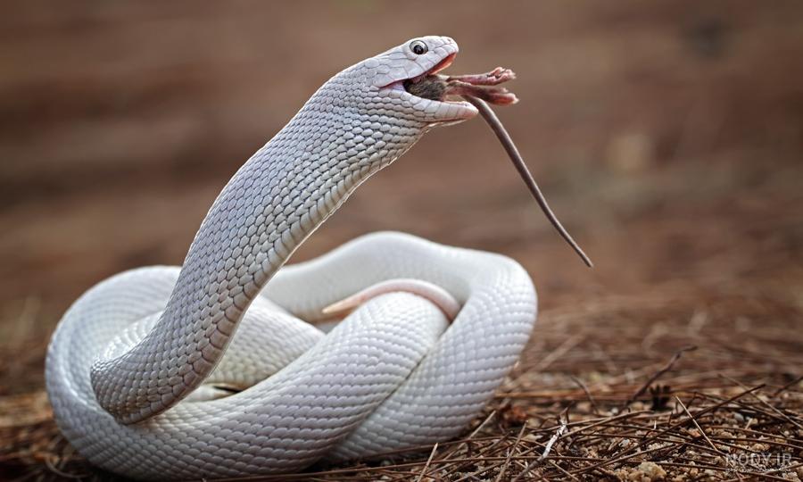 عکس مار سفید - عکس نودی