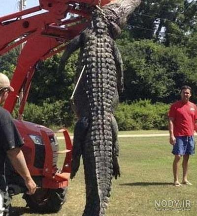 عکسهای غول ترسناک - عکس نودی