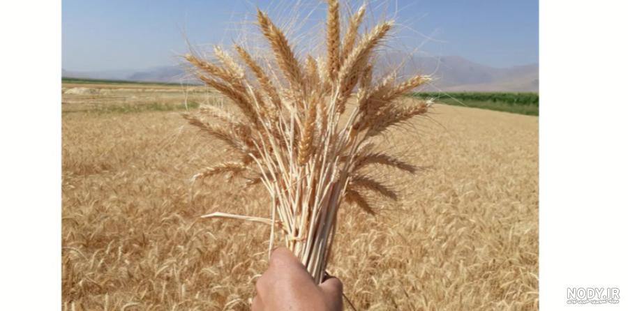 عکس زمین گندم عکس نودی