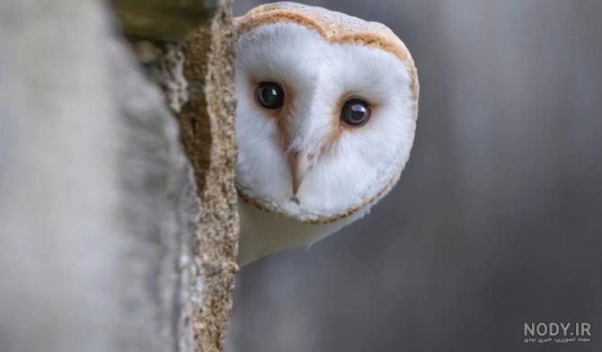 عکس جوجه جغد سفید - عکس نودی