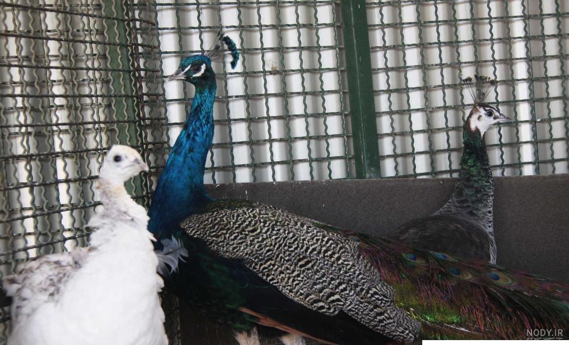 عکس جوجه ی طاووس - عکس نودی