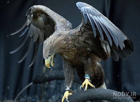 عکس عقاب جدید - عکس نودی