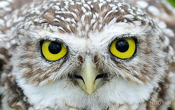 عکس جغد ایرانی - عکس نودی