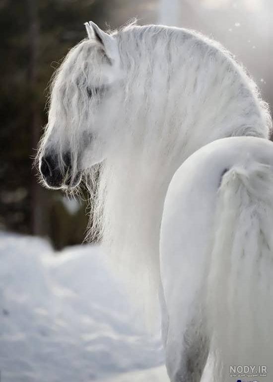 عکس اسب ماده های زیبا - عکس نودی