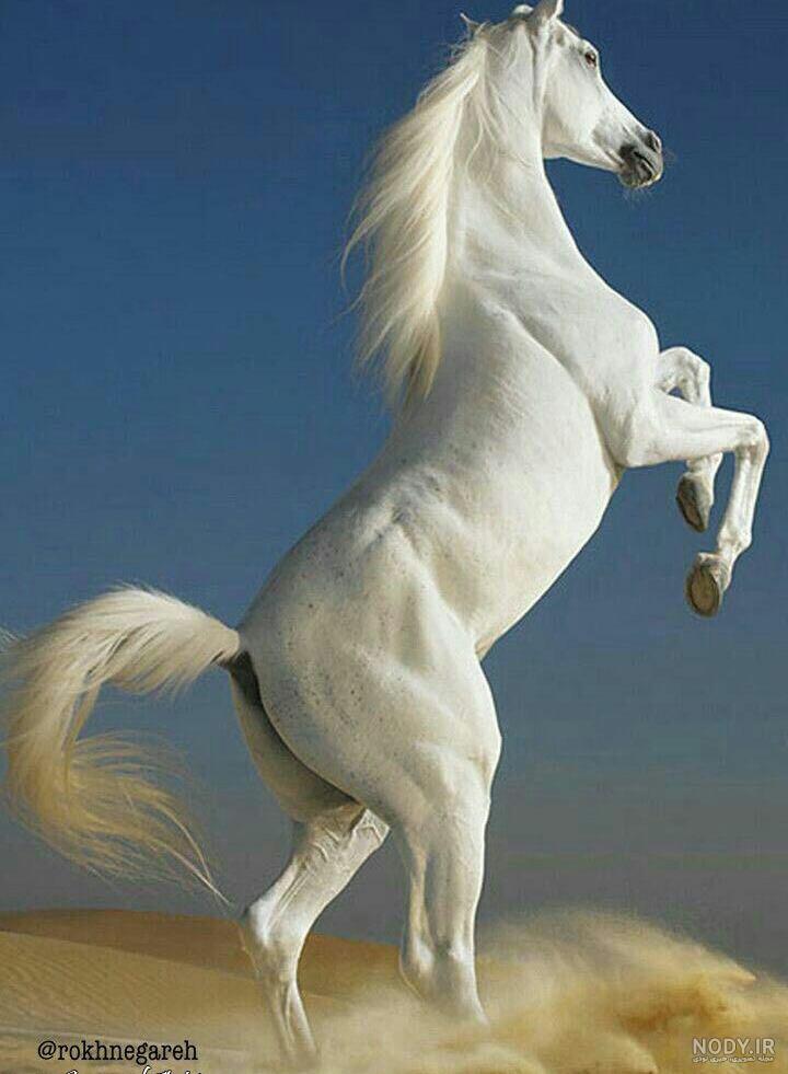 عکس نقاشی اسب رنگ شده - عکس نودی