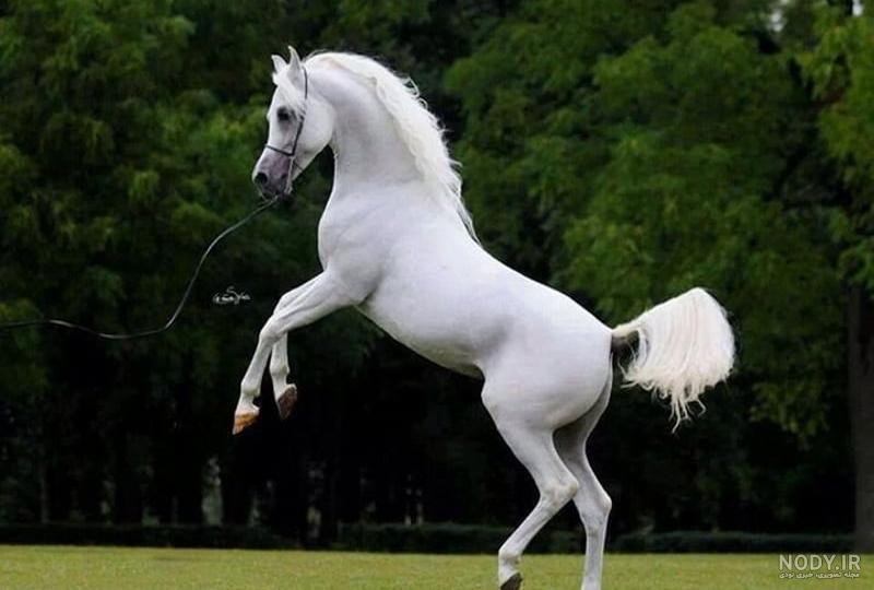 عکس اسب ماده های زیبا - عکس نودی