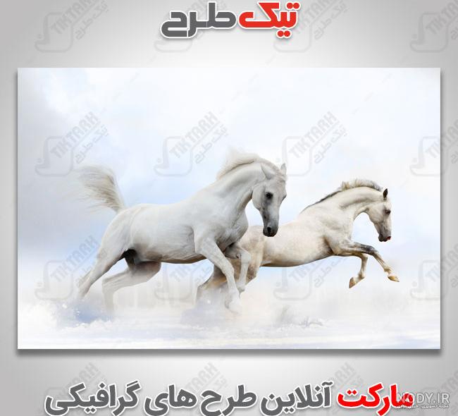 عکس اسب کره طوطی - عکس نودی