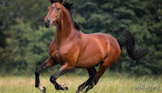 عکس نقاشی اسب رنگ شده - عکس نودی