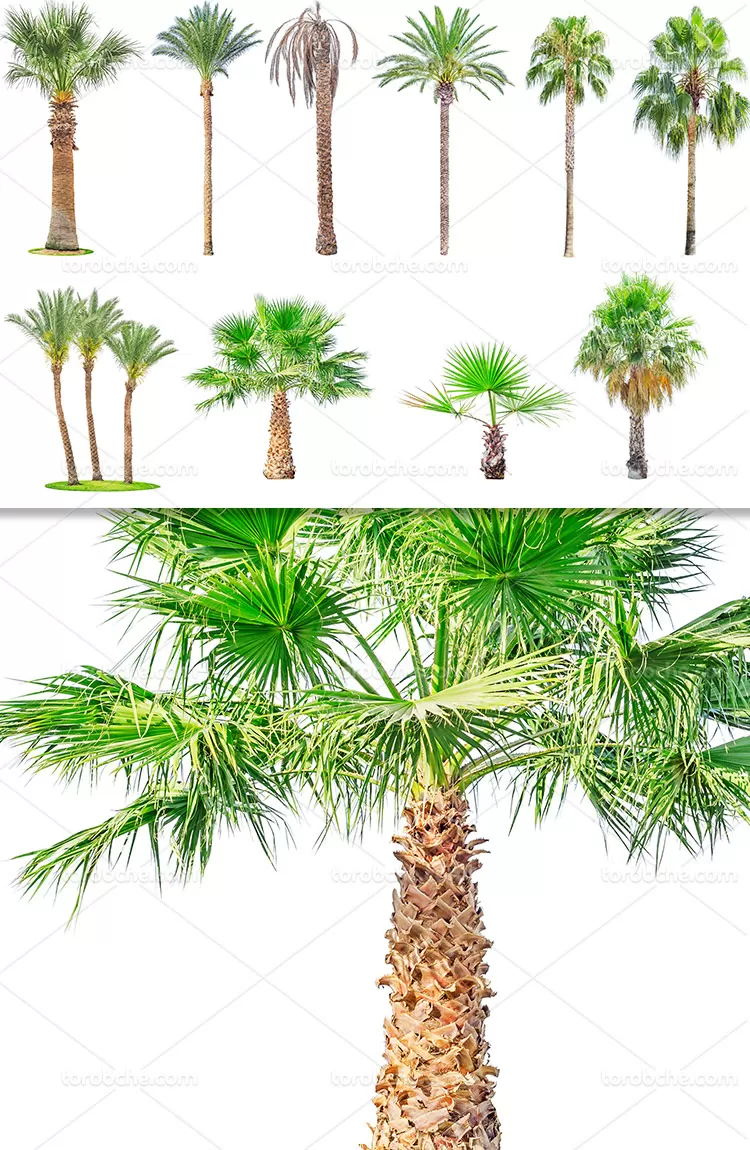 عکس وکتور درخت نخل - عکس نودی