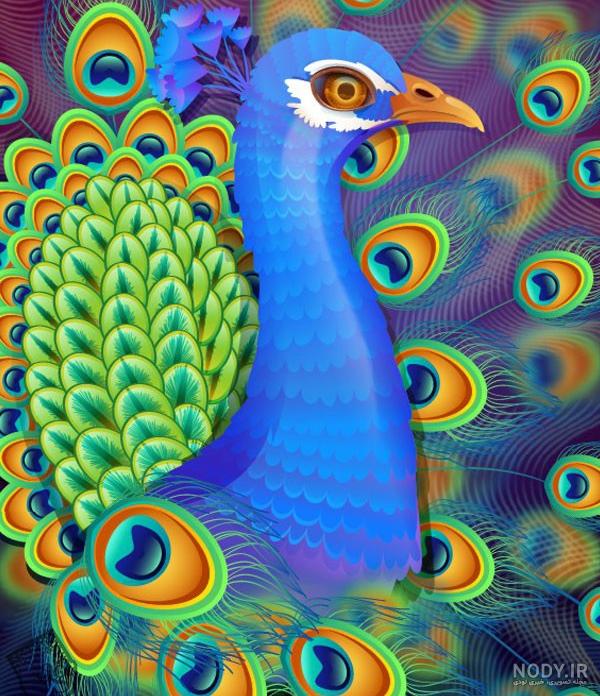 نقاشی ساده پر طاووس - عکس نودی