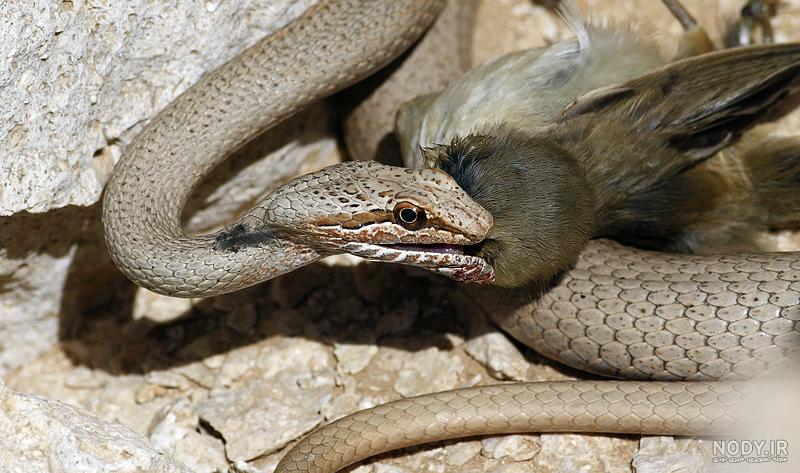 عکس از تیر مار - عکس نودی