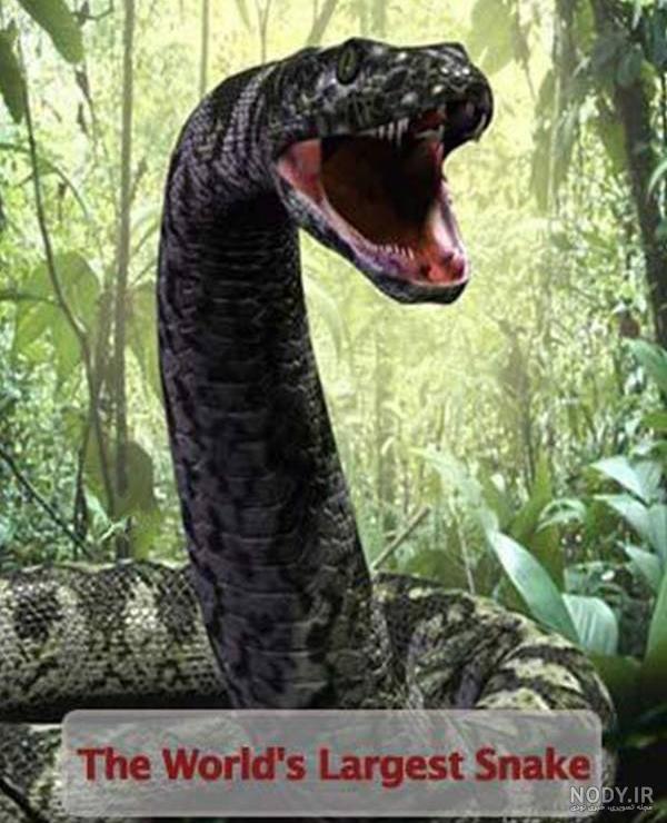 عکس بزرگترین مار دریایی - عکس نودی