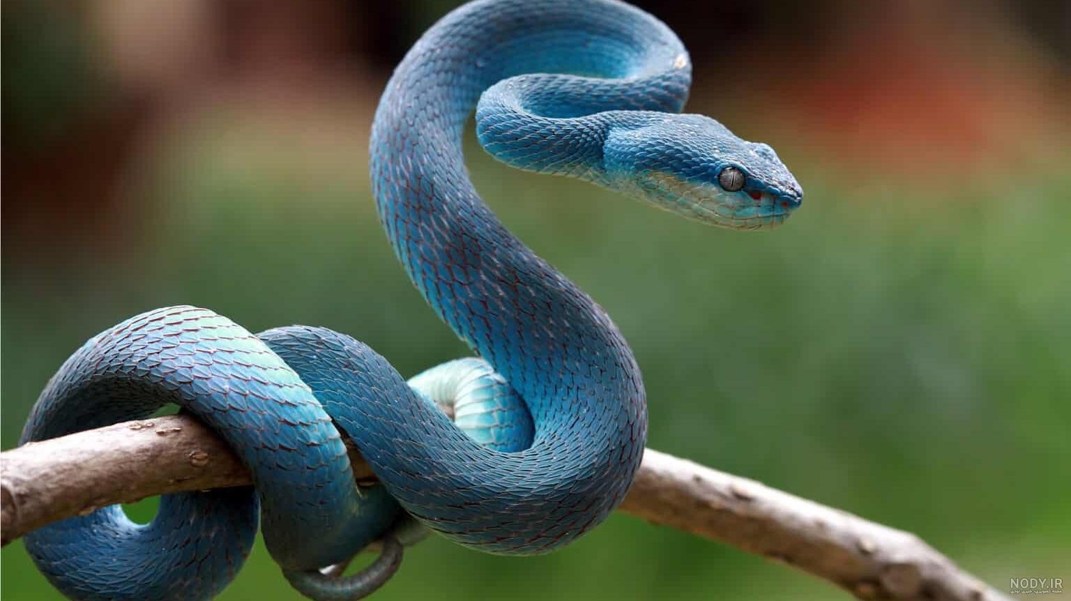 عکس قشنگ ترین مار جهان - عکس نودی